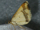 Ligdia batesii African Moths