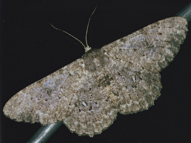Racotis breijeri African Moths