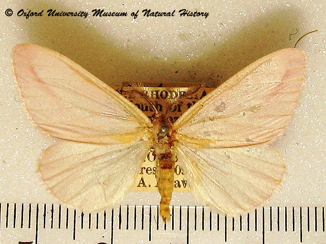 Rhodophthitus simplex African Moths