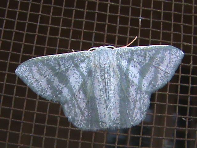 Xenochroma salsa African Moths