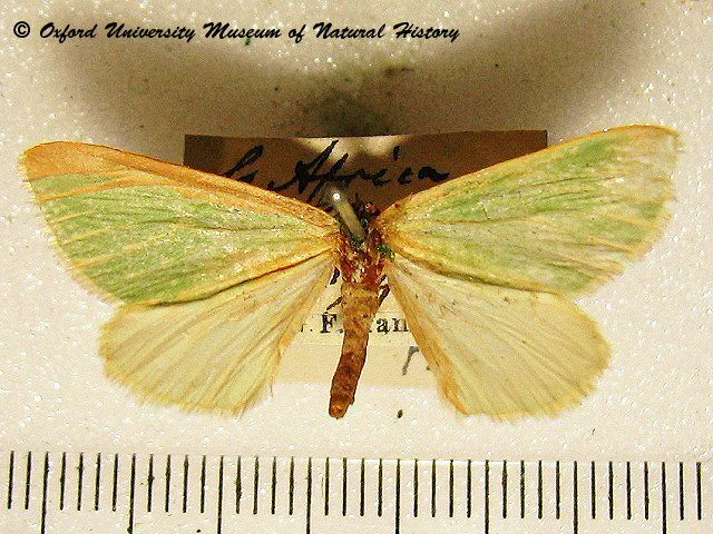 Omphax bacoti African Moths