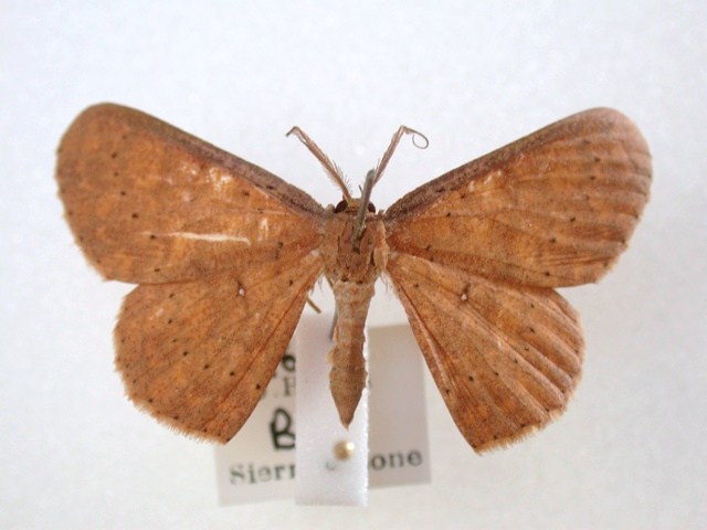 Cyclophora inaequalis African Moths