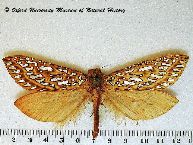 Leto venus African Moths