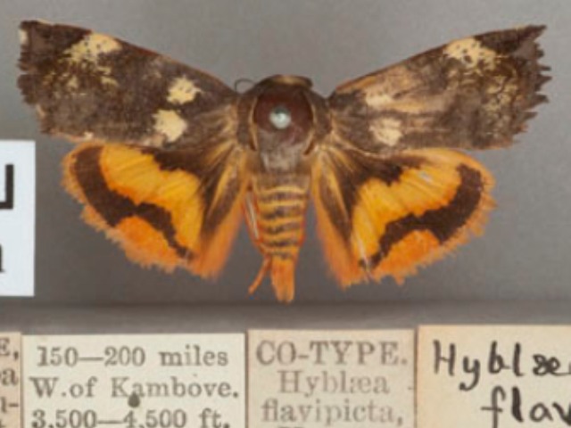 Hyblaea occidentalium African Moths
