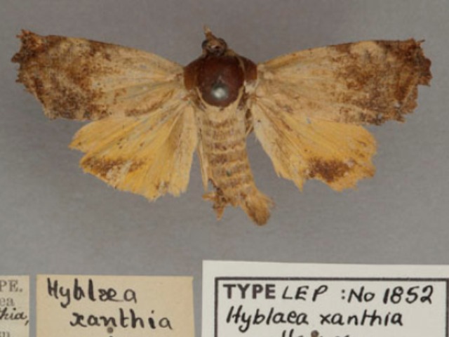 Hyblaea xanthia African Moths