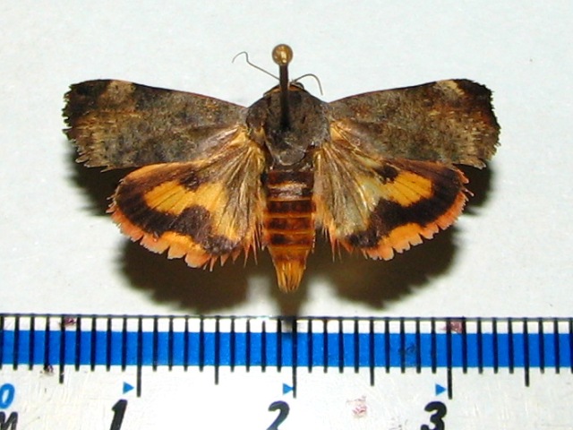 Hyblaea puera African Moths