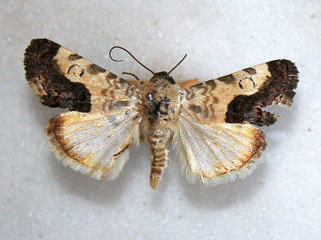 Acontia discoidea African Moths