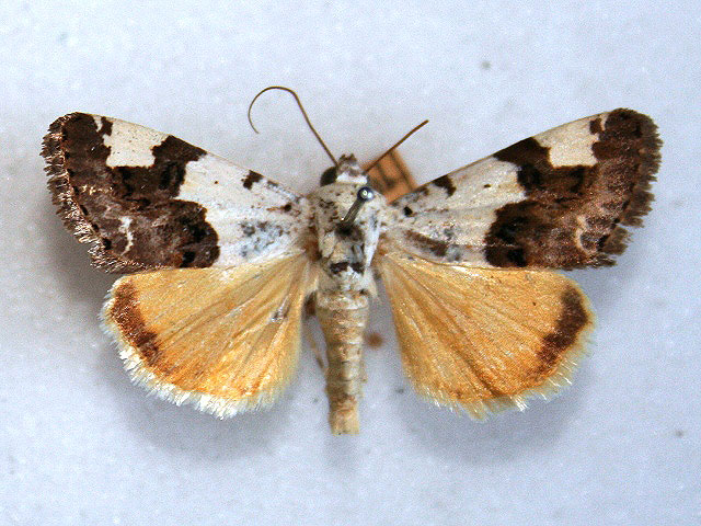 Acontia trychaenoides African Moths