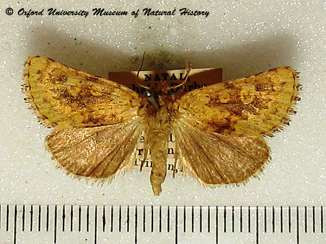 Ochrocalama xanthia African Moths