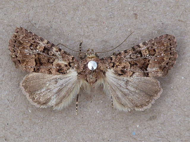 Oligia instructa African Moths