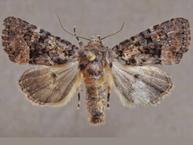 Oligia sp1 African Moths