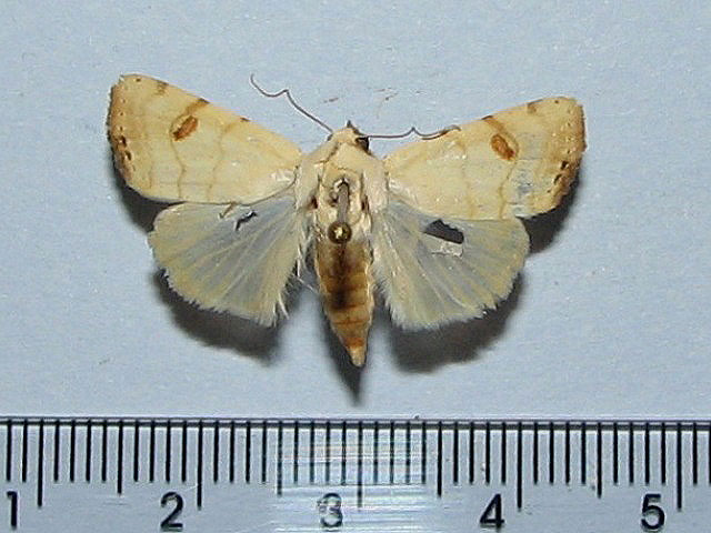 Xanthodes albago African Moths