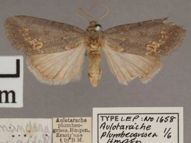 Hadjina plumbeogrisea African Moths