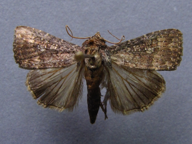 Condica capensis African Moths