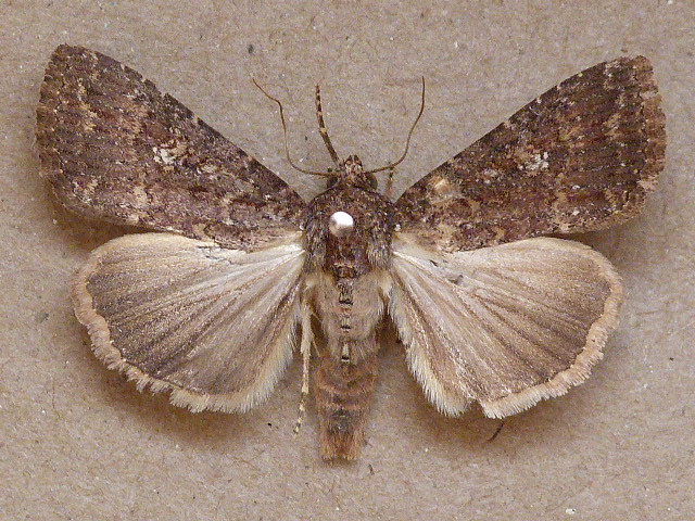 Condica pauperata African Moths