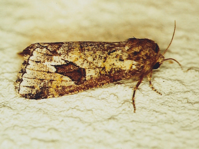 Leucochalaena aenigma African Moths