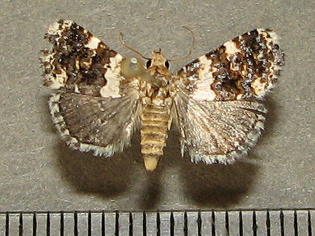 Ozarba argyrogramma African Moths