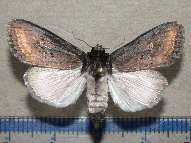 Brithys crini African Moths