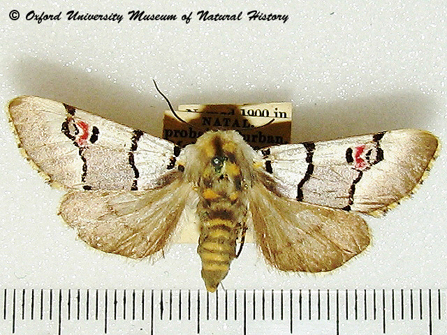 Diaphone sp2 African Moths