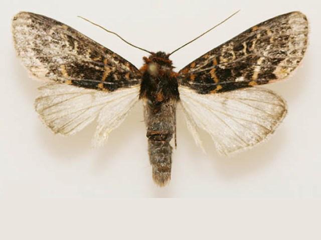 Apospasta rhodina African Moths