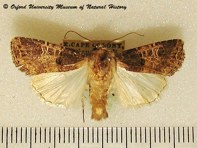 Hadena bulgeri African Moths