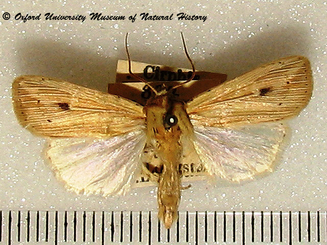 Leucania pinna African Moths