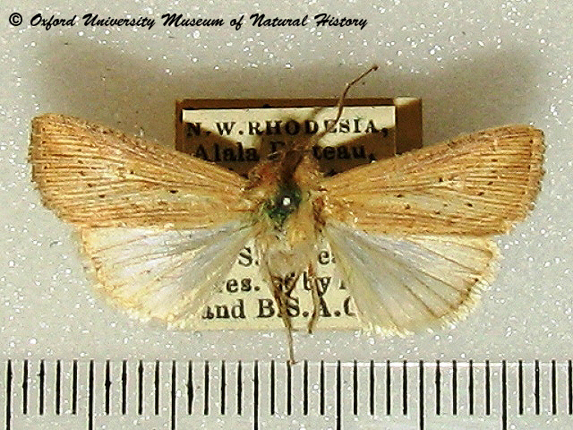Leucania punctulata African Moths