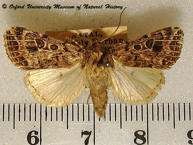Leucania reticulata African Moths
