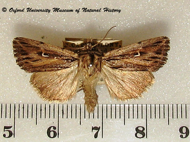 Mythimna sp2 African Moths