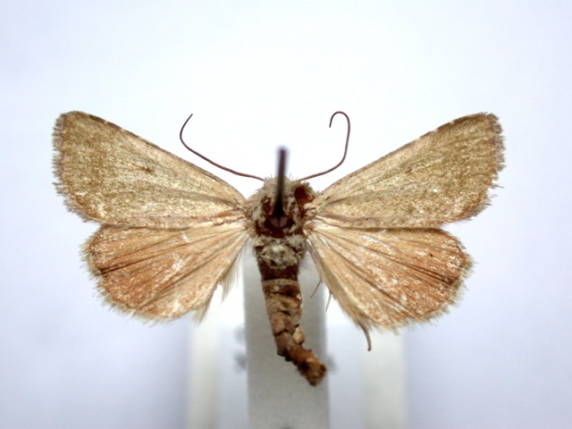 Adisura aerugo African Moths