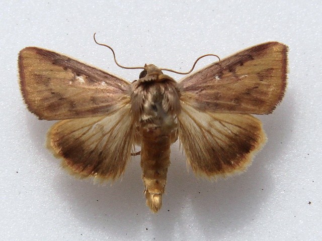 Adisura affinis African Moths