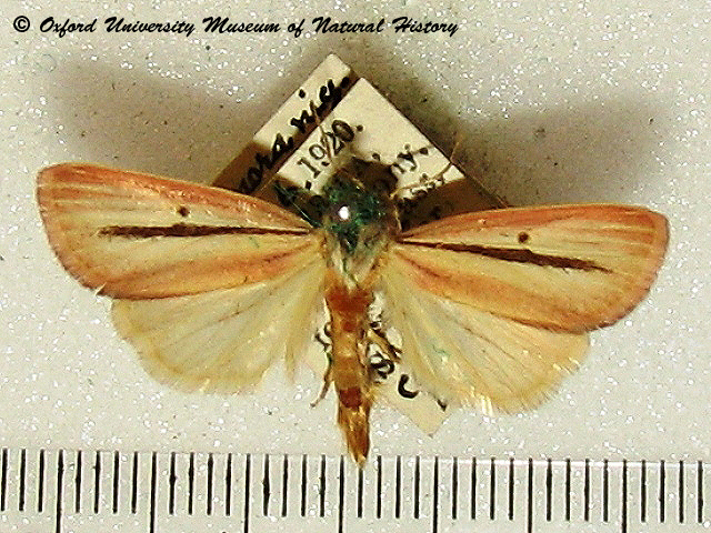 Masalia bimaculata African Moths
