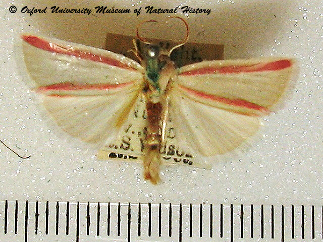 Masalia sp2 African Moths
