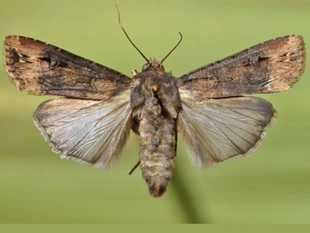 Agrotis ipsilon African Moths