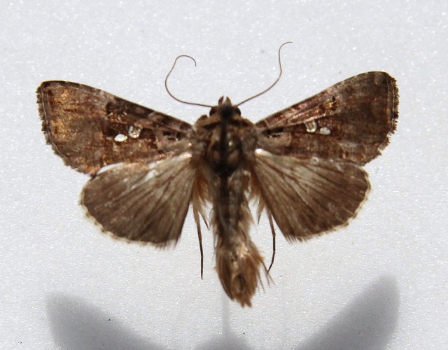 Argyrogramma signata African Moths