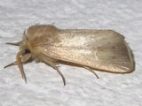 Sesamia calamistis African Moths