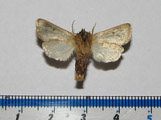 Sesamia calamistis African Moths