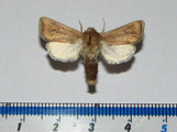 Sesamia calamistis African Moths
