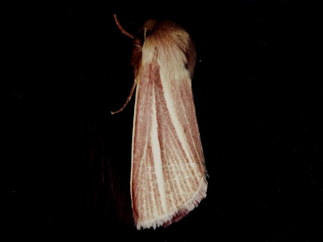 Acrapex aenigma African Moths