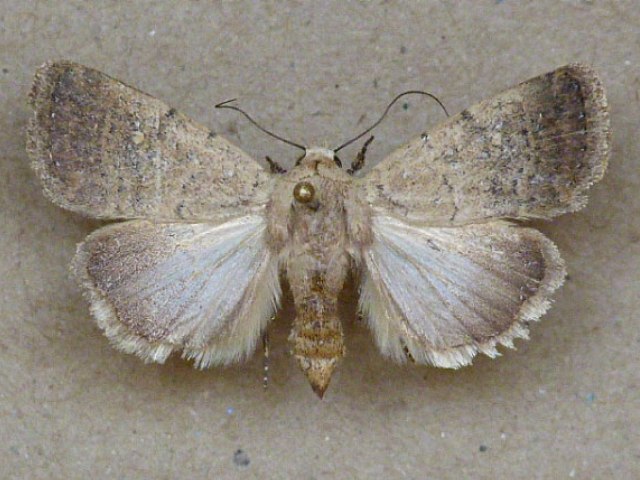 Athetis flavipuncta African Moths