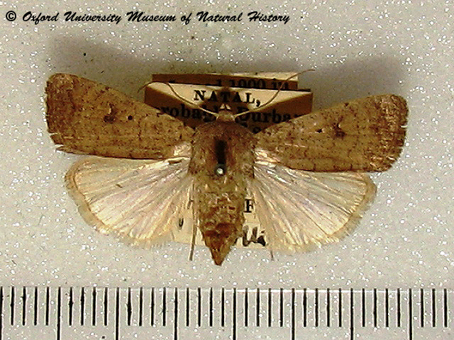 Athetis ignava African Moths