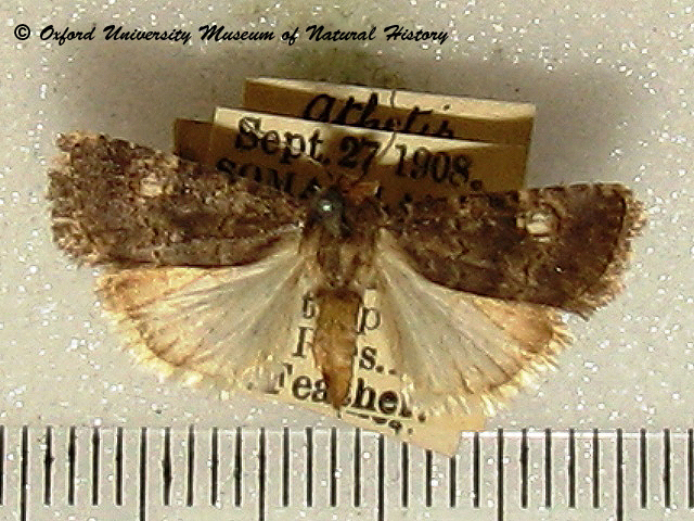 Athetis leuconephra African Moths