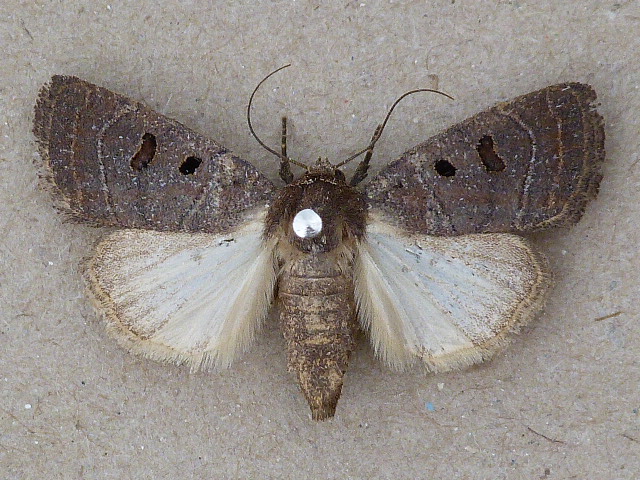 Athetis melanosema African Moths