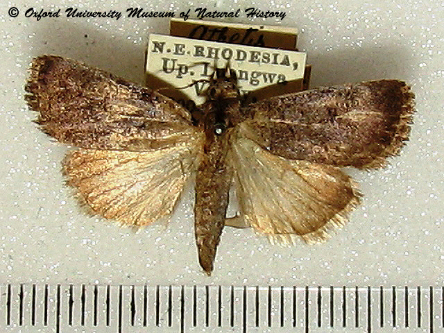 Athetis poliostrota African Moths