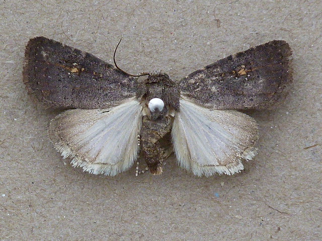 Athetis satellitia African Moths