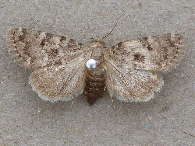 Athetis signata African Moths