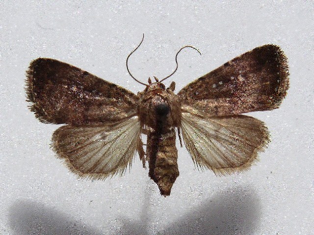 Athetis sp1 African Moths