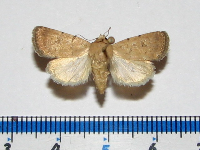 Athetis sp3 African Moths