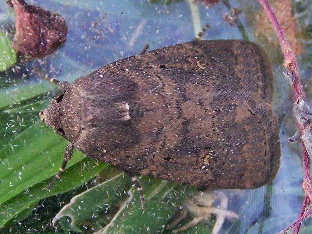 Athetis sp4 African Moths