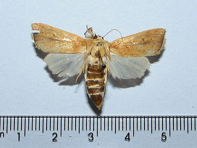 Sesamia nonagrioides African Moths
